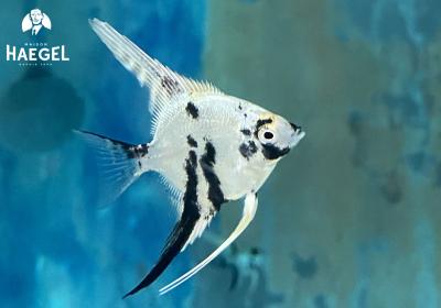 SCALAIRE PLATINUM MARBRE 7-8,5 cm XXL – Boutique Maison Haegel